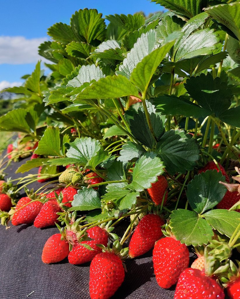 Littlewood Berry Farm and Littlewood Lamb - Eat Well Tasmania