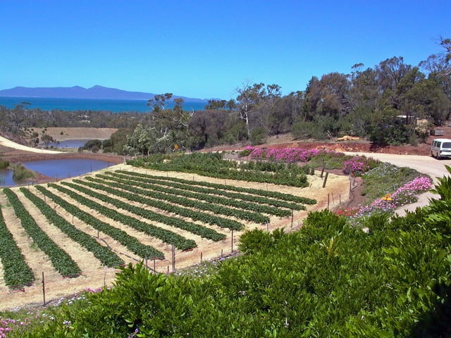 Kate's Berry Farm - Eat Well Tasmania