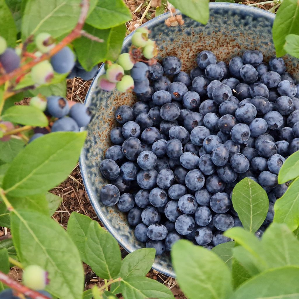 Old Beach Berries - Eat Well Tasmania